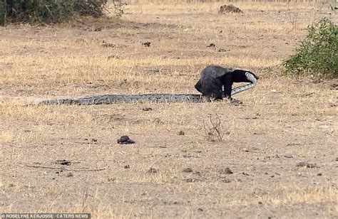Honey Badger Rescued From Python By Jackals Before Fighting Them Off To Feast On The Snake
