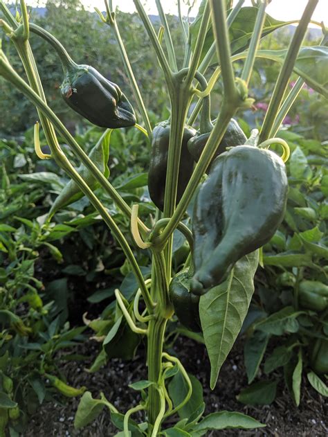 The Secret To Successfully Growing Hot Peppers In The Bay Area Ambitious Harvest