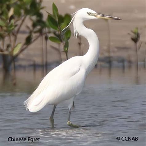 Chinese Egret Egretta Eulophotes North American Egrets Vagrant