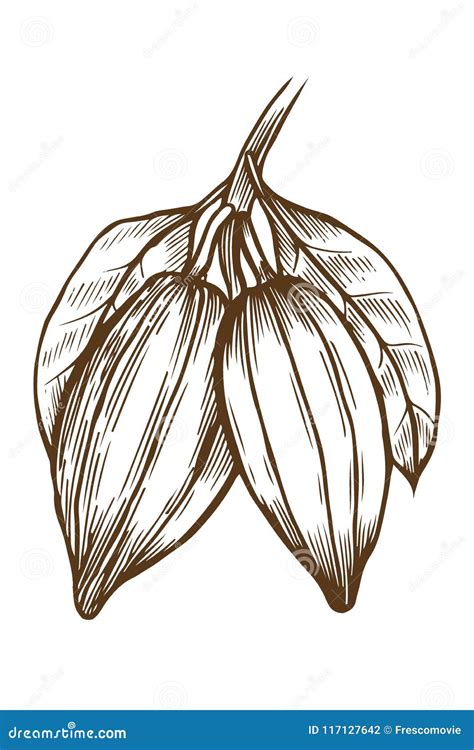 Cocoa Illustration Drawing Engraving Ink Line Art Vector CartoonDealer Com