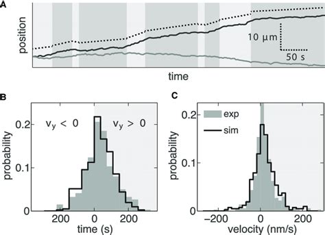 Analysis Of Representative Time Traces From Cell Tracking Experiments Download Scientific