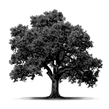 Tree Clipart A Row Of Trees Trees Tree Plant PNG Transparent Image And Clipart For Free Download
