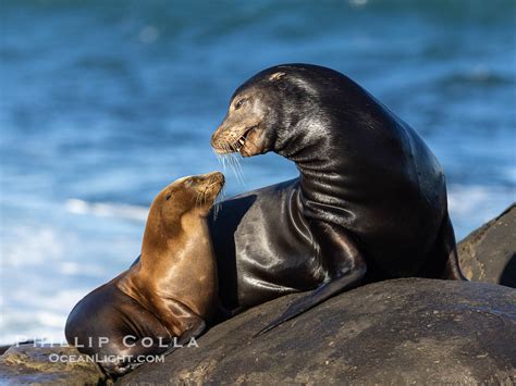 California Sea Lions At La Jolla Cove Adult And Juvenile 38949