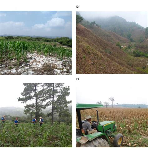 Figure Fields And Maize Crops In Four Regions A The Vo Region Plot Download Scientific