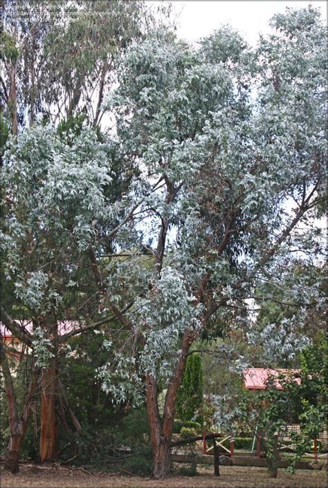 Eucalyptus Cephalocarpa Alchetron The Free Social Encyclopedia