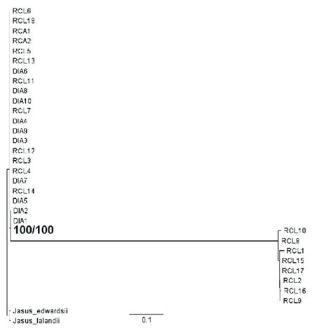 maximum parsimony and maximum likelihood tree based on 30 sequences of