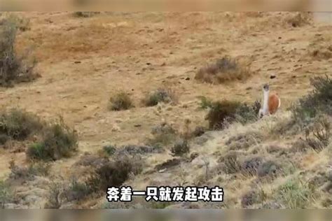 这都能忍？四只美洲狮猎杀原驼，不仅没成功还惨遭暴打 成功 美洲狮