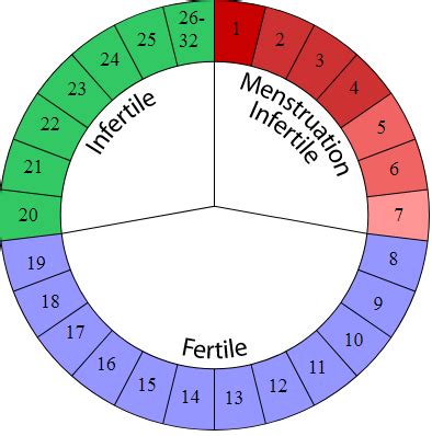 Ovulation Calculator Finds Out Your Most Fertile Days