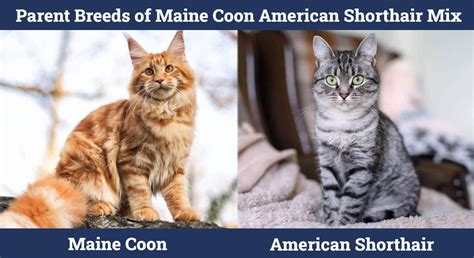 Short Hair Maine Coon Cat Cat Shows Archives Best Cat Godfrey Book