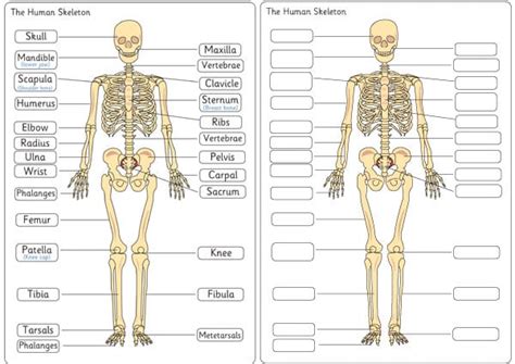 Human Skeleton Diagram Labelling Sheets