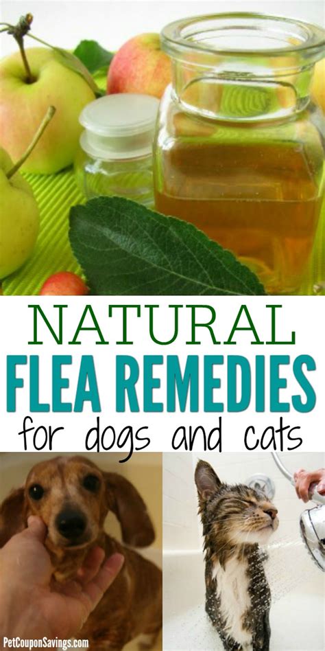 Homemade Remedies To Get Rid Of Fleas On Dogs
