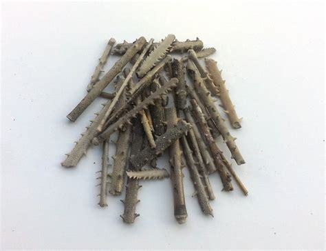 Fili Echinoid Spines Echinoderms The Fossil Forum