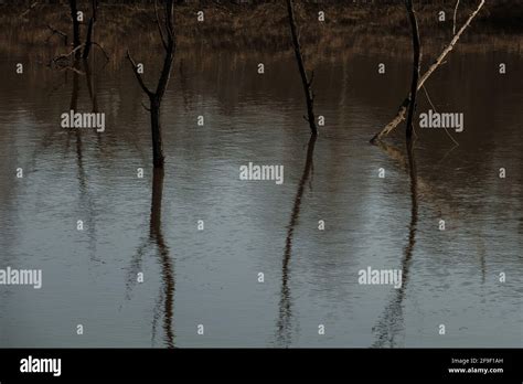 Trees In The Water During The Flood Of The River Stock Photo Alamy