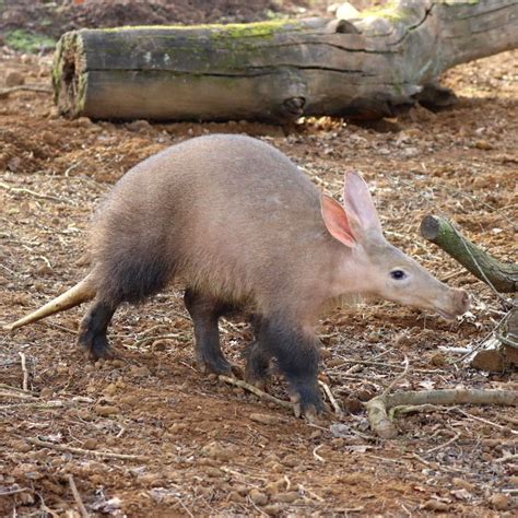 Aardvark