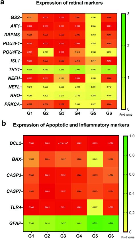 Expression Of Retinal Markers With Increase In Apoptosis And