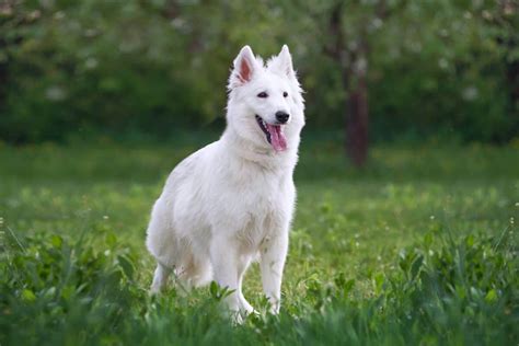 White Swiss Shepherd Breed Information Pictures And Facts
