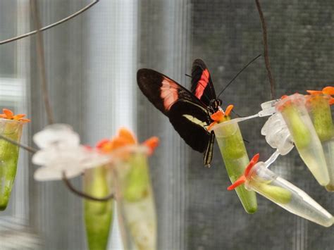 More To Butterfly Mating Than Meets The Eye Female Butterflies Choose Mates Based On The Scent