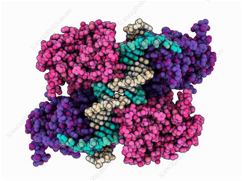 p53 tetramer complexed with dna stock image c035 8255 science