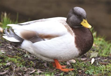 Duck Breeds 17 Domestic Varieties Recognized By The Apa Hobby Farms
