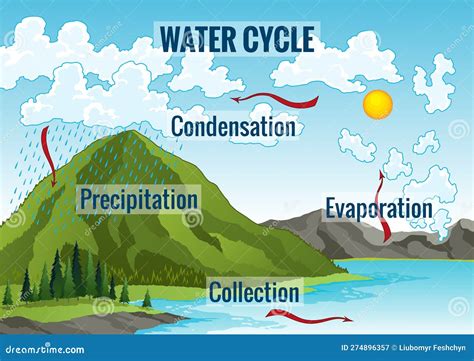 Diagram Of A Water Cycle Water Cycle Diagram And Explanation