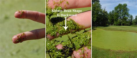 Pond Weeds Duckweed Sanco Industries