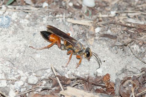 Great Golden Digger Wasp Sphex Ichneumoneus