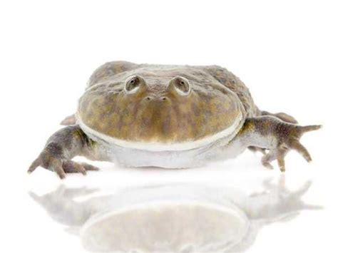 Budgett Frogs Care And Characteristics Vital Frog