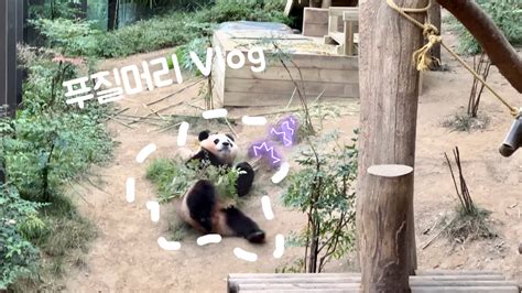 Vlog 애옹이와 함께하는 집사일상사심 가득 푸바오로 가득한 영상 Feat 푸질머리 남천바오 뽑히다 에버랜드 나들이 에버랜드 추천 Youtube