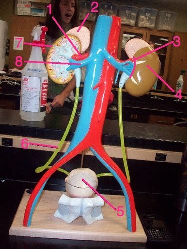 Lab Practical 3 Urinary System Flashcards Quizlet