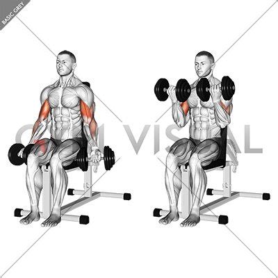Dumbbell Seated Bicep Curl