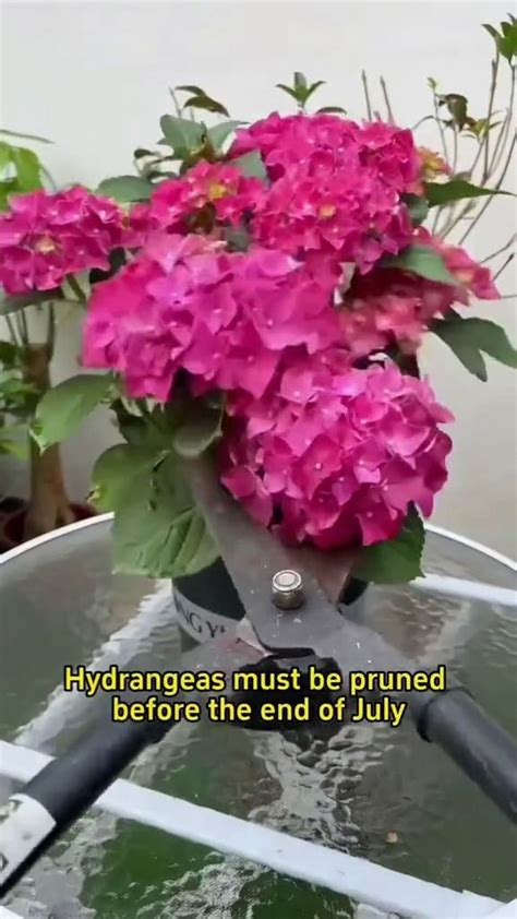 Pruning Hydrangeas And Propagating Hydrangeas In 2025 Vegetable Garden Planner Hydrangea