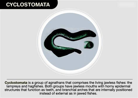 Cyclostomata Characteristics Sub Divisions And More