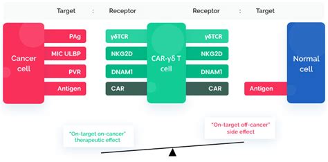 car γδ t cell