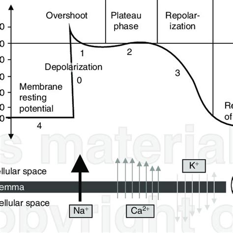 Shown Is The Tangent Method Of Measuring The Qt Interval See Figure 1
