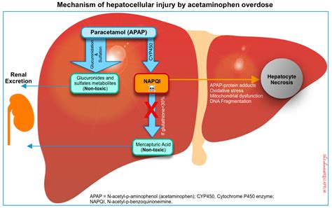 Acetaminophen Paracetamol Poisoning Recapem