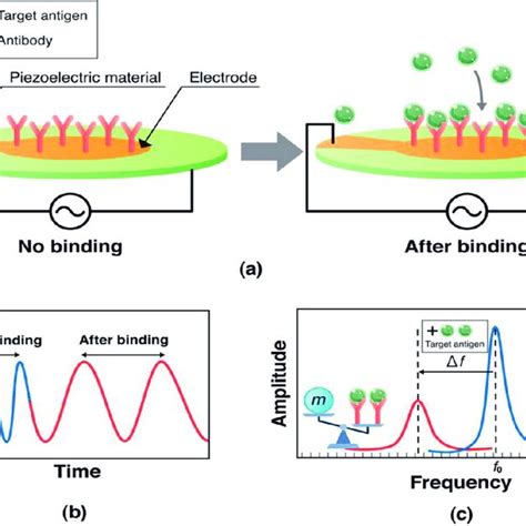A Schematic Representation Of An Electrochemical Biosensor Illustrating Download Scientific