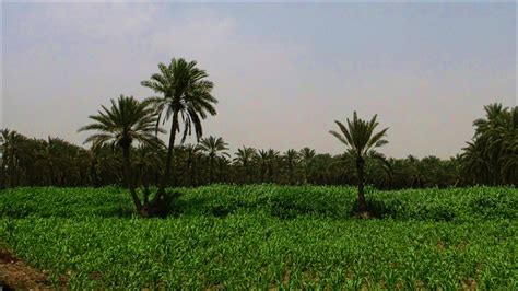 خطر داهم يهدد تهامه اختفاء قرابة مليون شجرة في مناطق زراعة النخيل