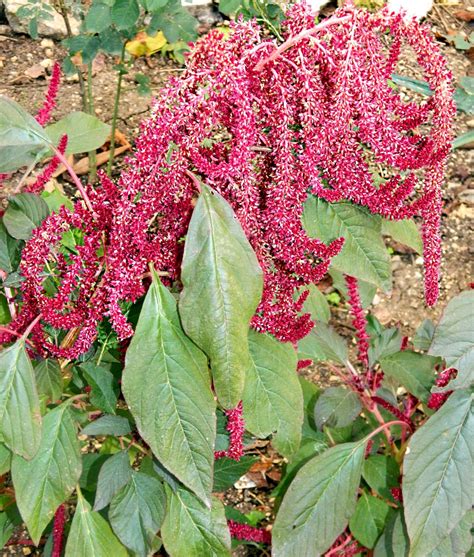 Amaranthus cruentus - Изображение особи - Плантариум