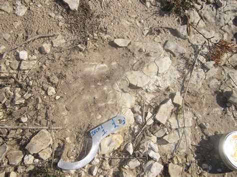 Central Texas The Fossil Forum