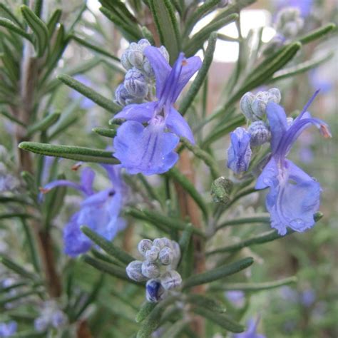 Rosmarinus officinalis, цена состав - купить | NHU