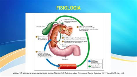 Esfinter De Oddi Anatomía Patologíaspptx