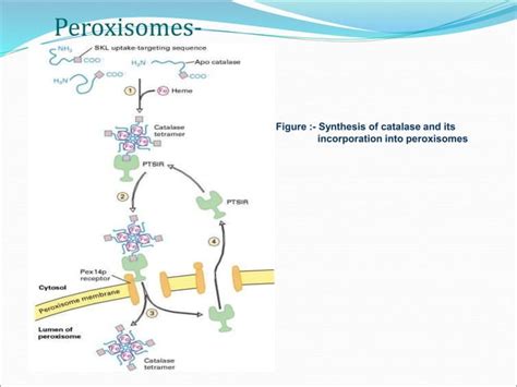 Protein Sorting And Targeting Ppt