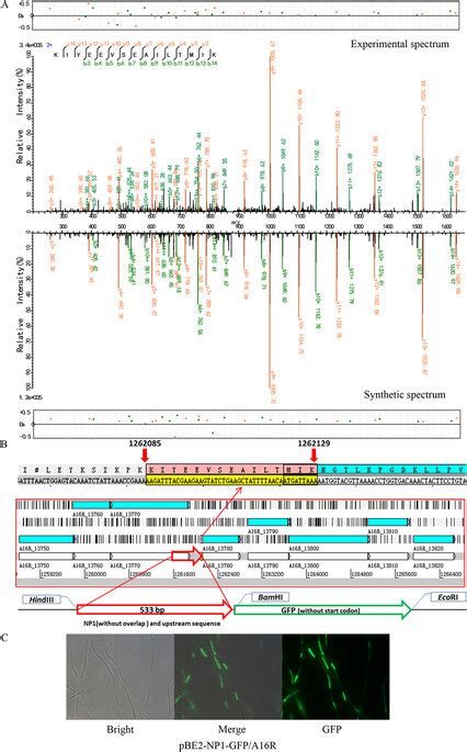 Validation Of Peptide Fragment Np1 A Synthetic Peptide Mass Download Scientific Diagram