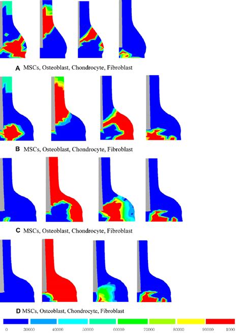 Evaluation Of Bone Healing Process By Suggested Model A Two Weeks