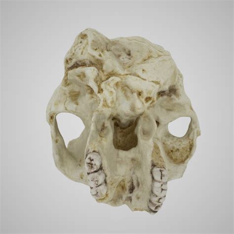 Skulls Australopithecus Robustus 3d Model Turbosquid 1331610
