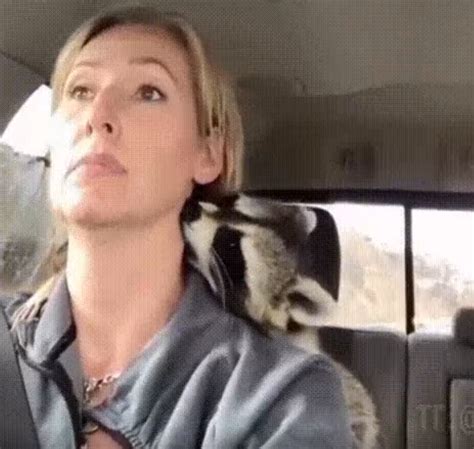 живность енот гиф анимация гифки ПРИКОЛЬНЫЕ  анимашки