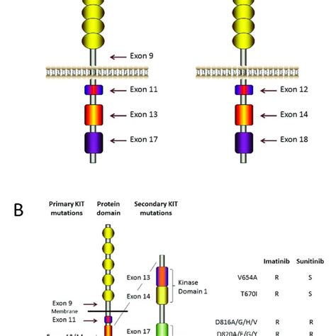 Major Genomic Alterations Promote Gist Progression Download Scientific Diagram
