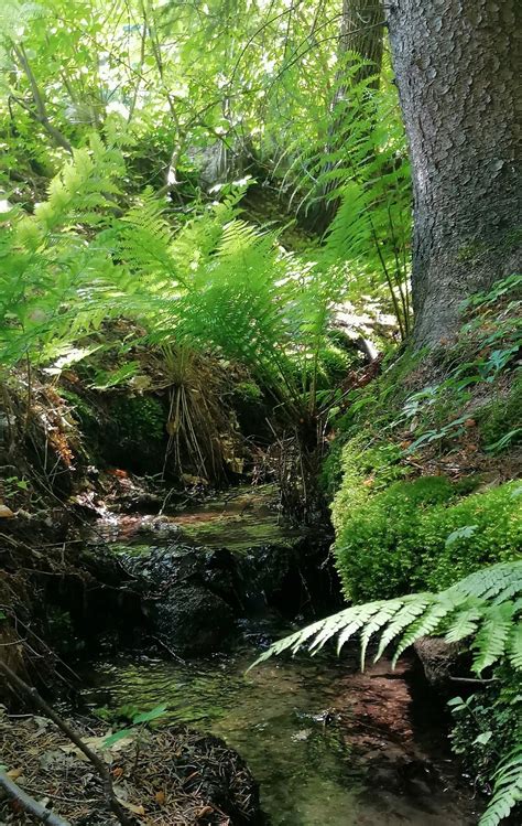 Forest Stream Nature Free Photo On Pixabay Pixabay