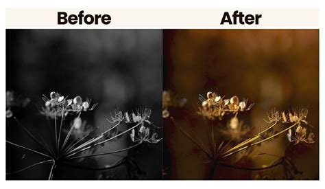 Must Try Online Tools To Colorize A Black And White Photo