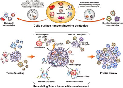 Cell Surface‐nanoengineering For Cancer Targeting Immunoregulation And Precise Immunotherapy